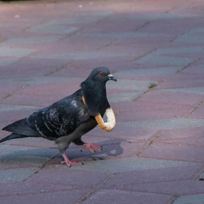 Иконка канала 🕊️﹤MaryMi﹥🎧