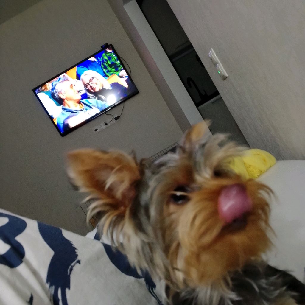 Иконка канала Дама с собачкой