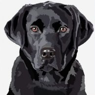 Иконка канала SIGMA DOG