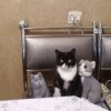 Иконка канала Polinkass