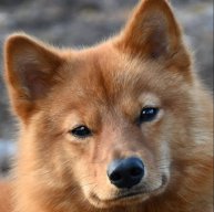 Иконка канала ПУТНИК 33