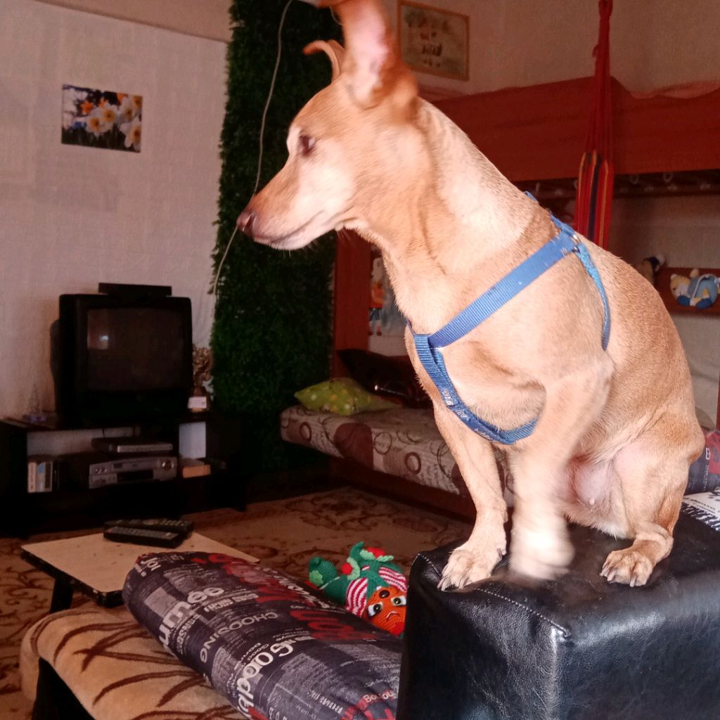 Иконка канала Злые Псы