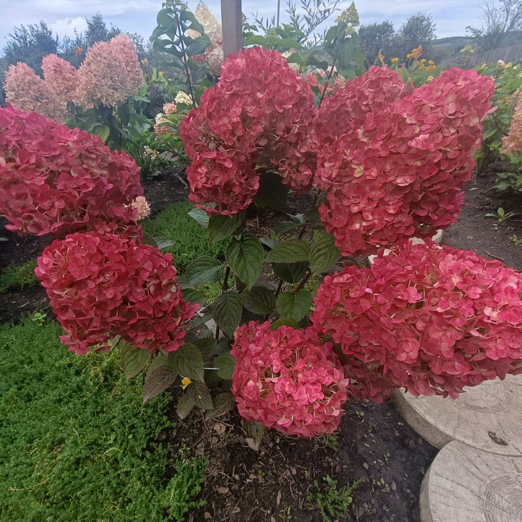 Иконка канала Цветы в Сибири