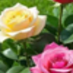 Иконка канала Радость.