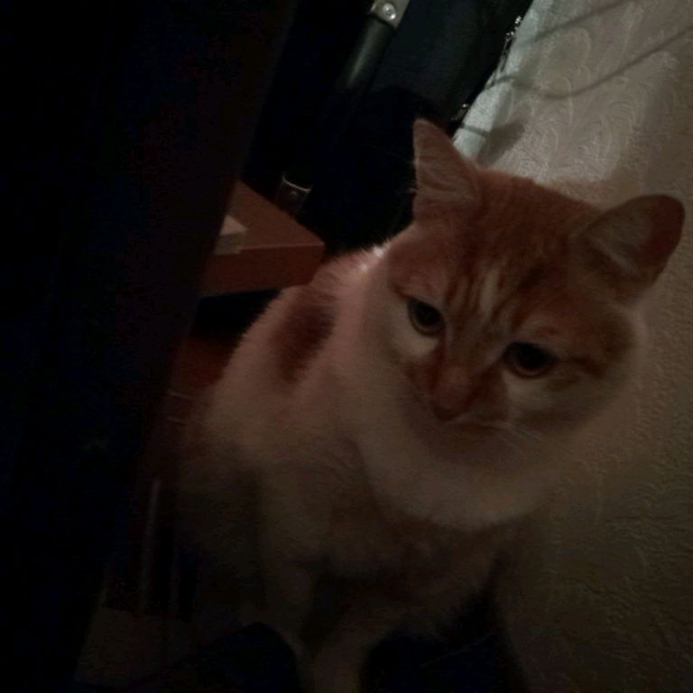 Иконка канала Котики