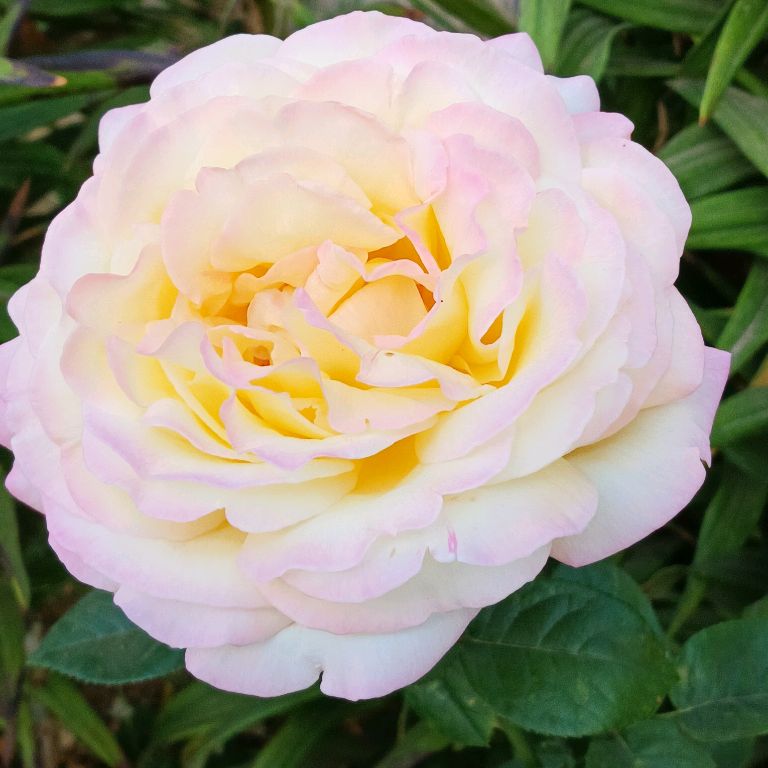 Иконка канала Ellachka🌹