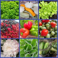 Иконка канала Моя любимая дача