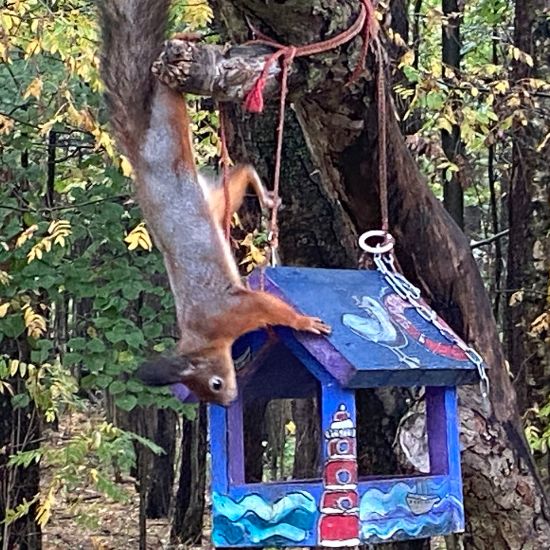 Иконка канала belochka