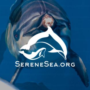 Иконка канала sereneseadolphins