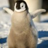 Иконка канала PENGUIN2016