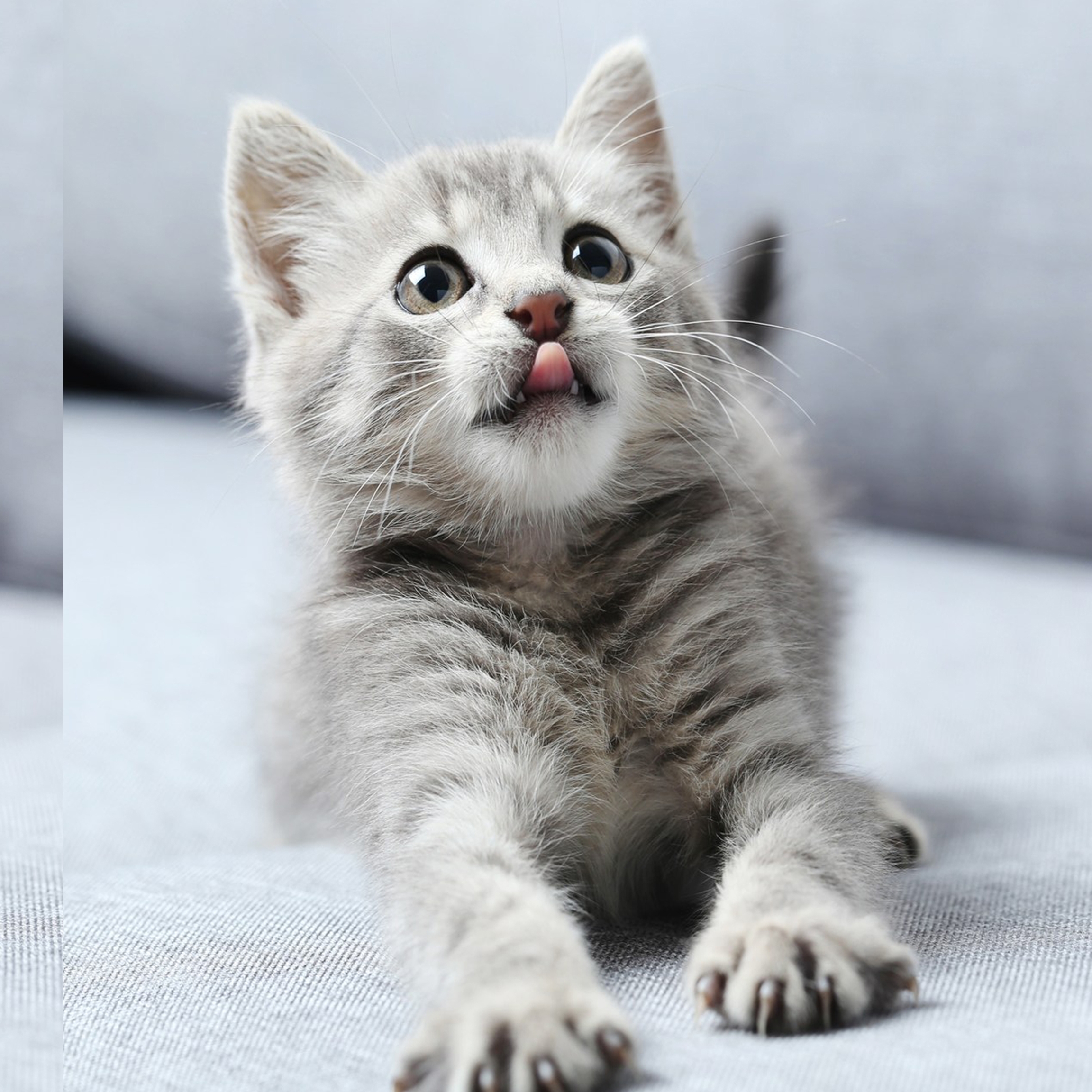 Иконка канала Ракета лайков 👍🤯👑😜🤗