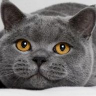 Иконка канала кот Федя