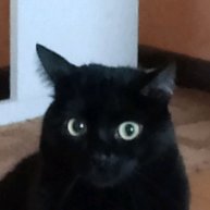 Иконка канала 😺KOT_play real time😺