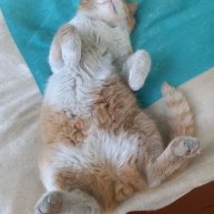 Иконка канала Истории от Рыжего