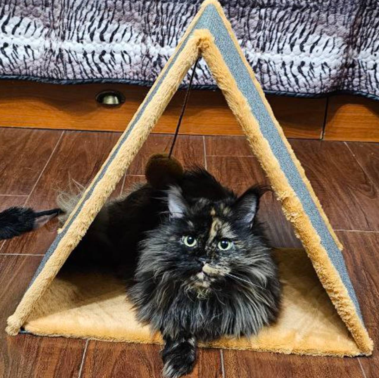 Иконка канала Hot-coon