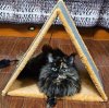 Иконка канала Hot-coon