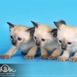 Иконка канала Меконгский бобтейл  ( Питомник )