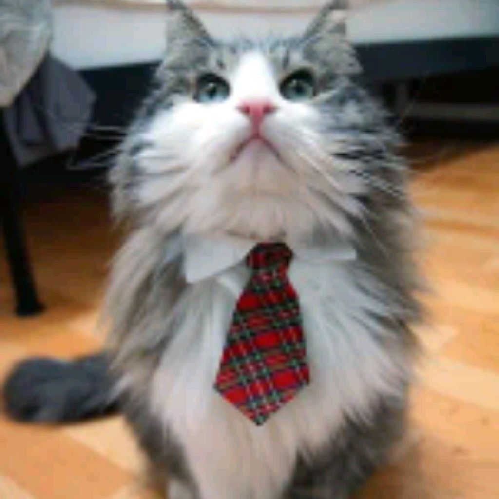 Иконка канала KOTNK C GALCTYKOM