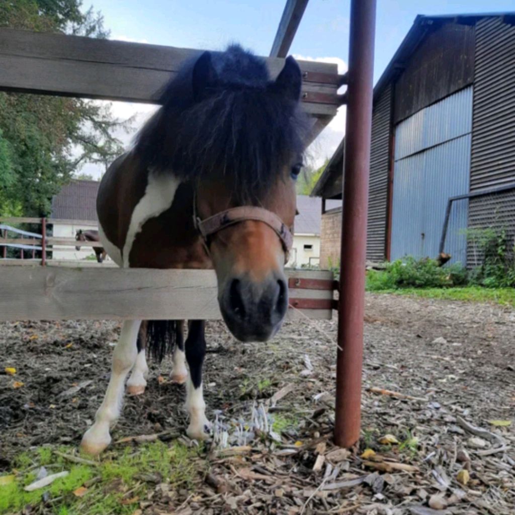 Иконка канала Зенка🐎