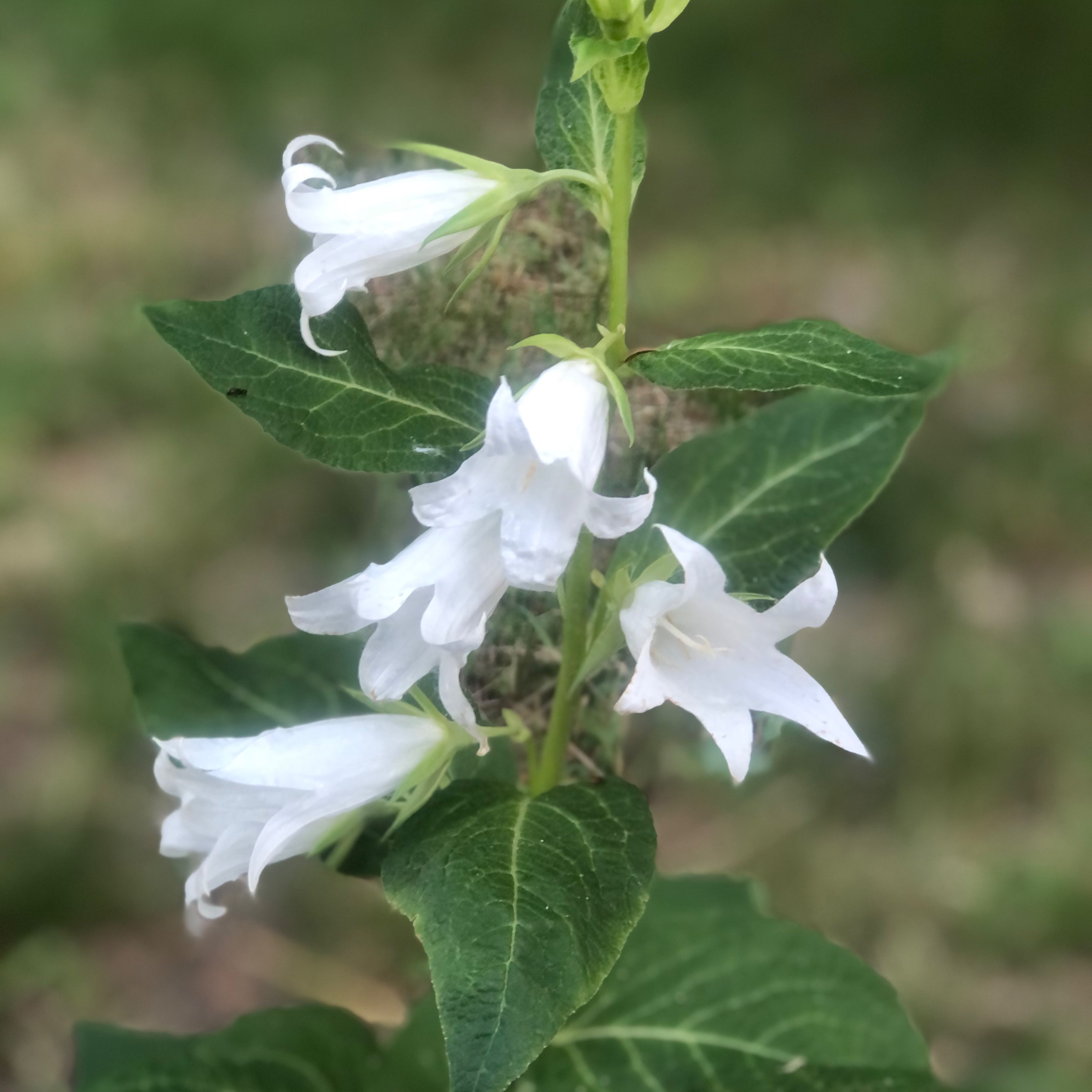 Иконка канала Фортепиано для детей