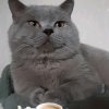 Иконка канала Котик Феликс