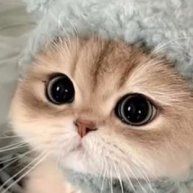 Иконка канала Пушистики