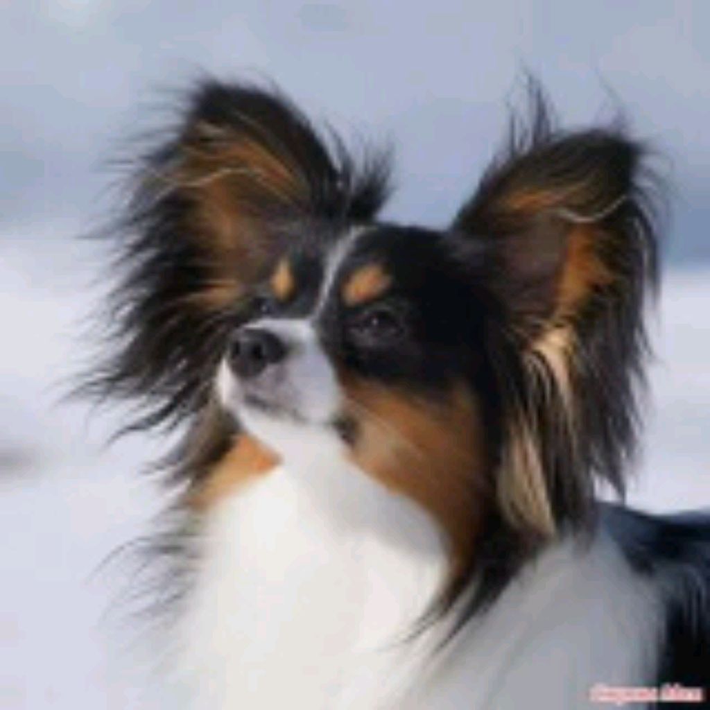 Иконка канала Rose