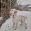 Иконка канала Английский Сеттер и Охота с ним