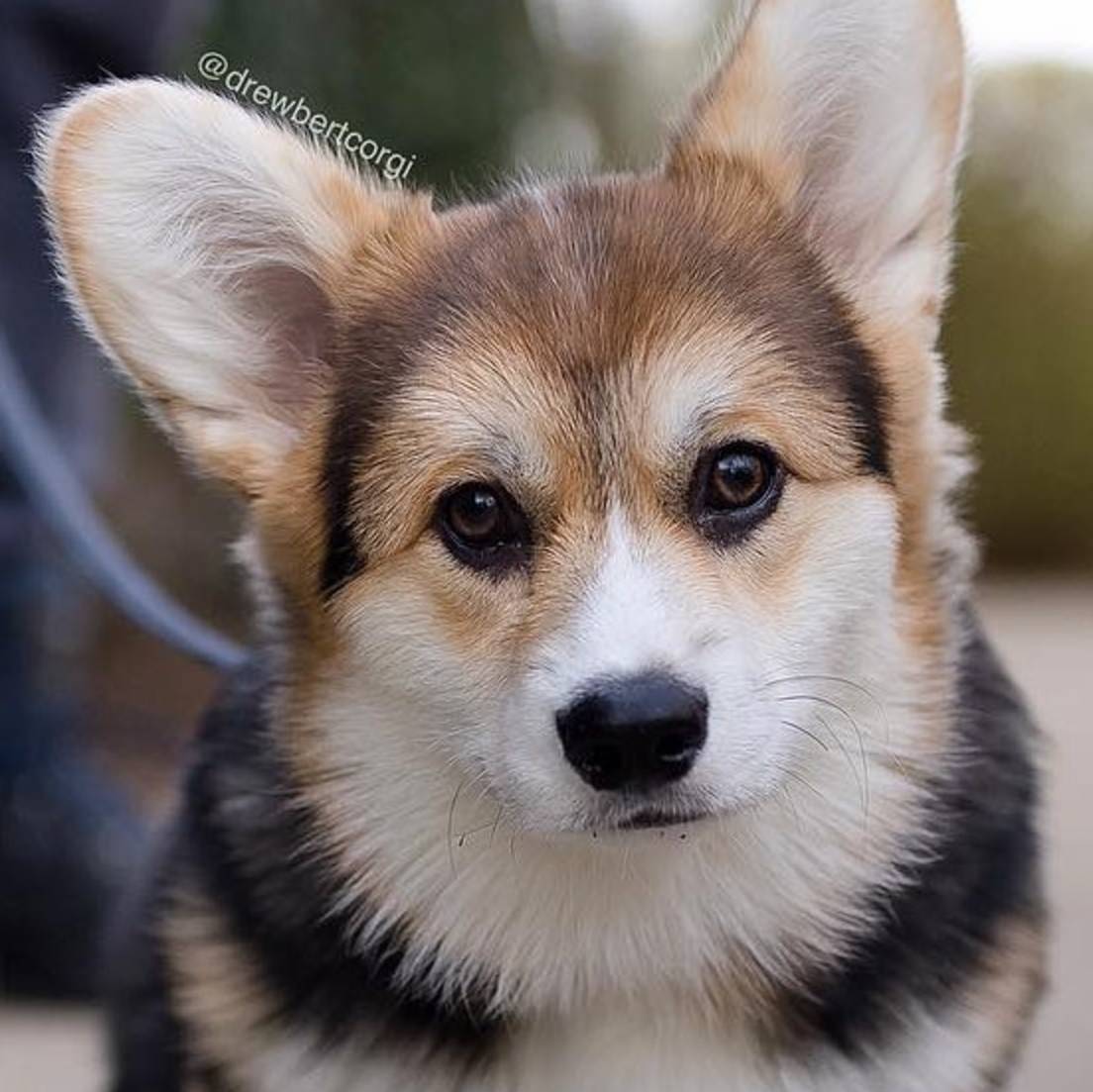 Иконка канала Собачка гриф