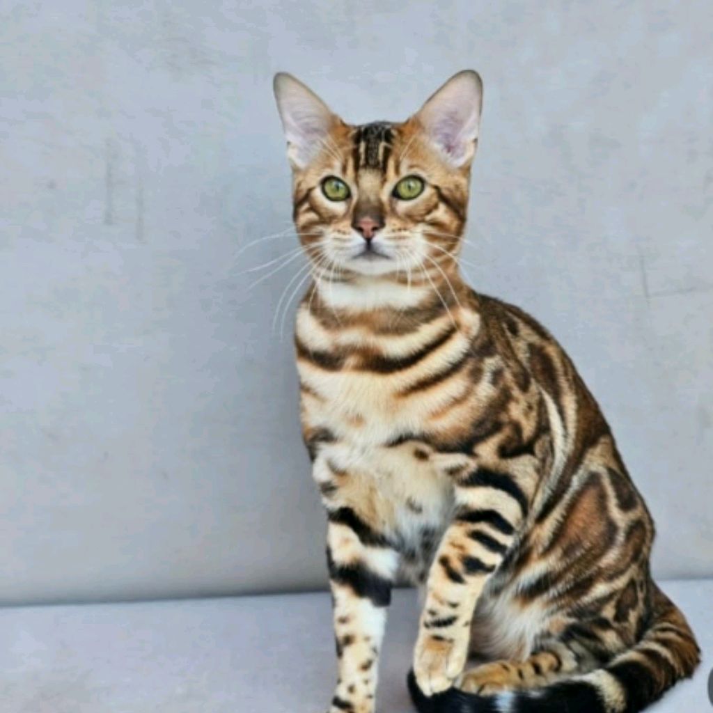 Иконка канала Benjoy_bengals_cattery