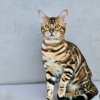 Иконка канала Benjoy_bengals_cattery