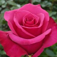 Иконка канала НАДЕЖДА LIVE