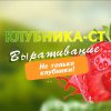 Иконка канала Клубника-СТ