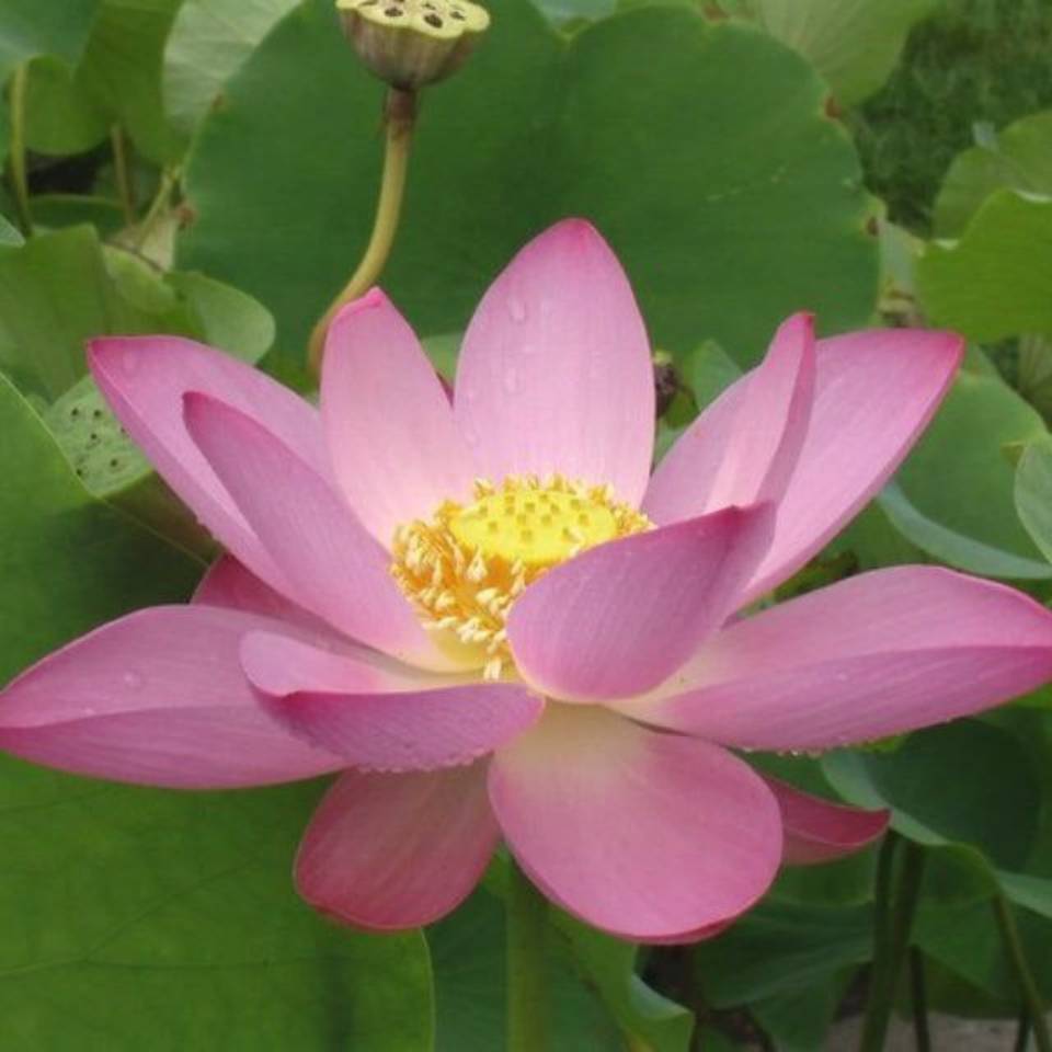 Иконка канала Медитация Психология Саморазвитие