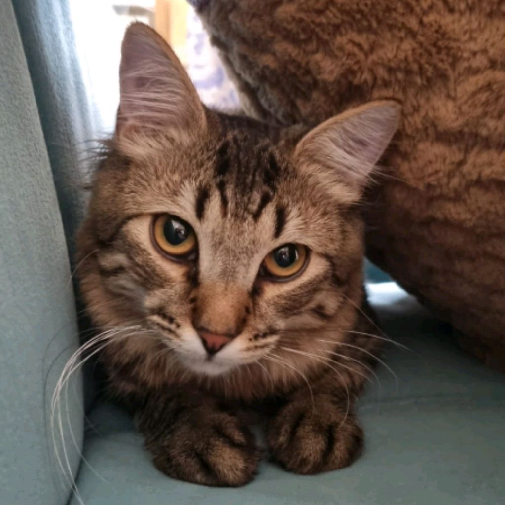 Иконка канала Igroman