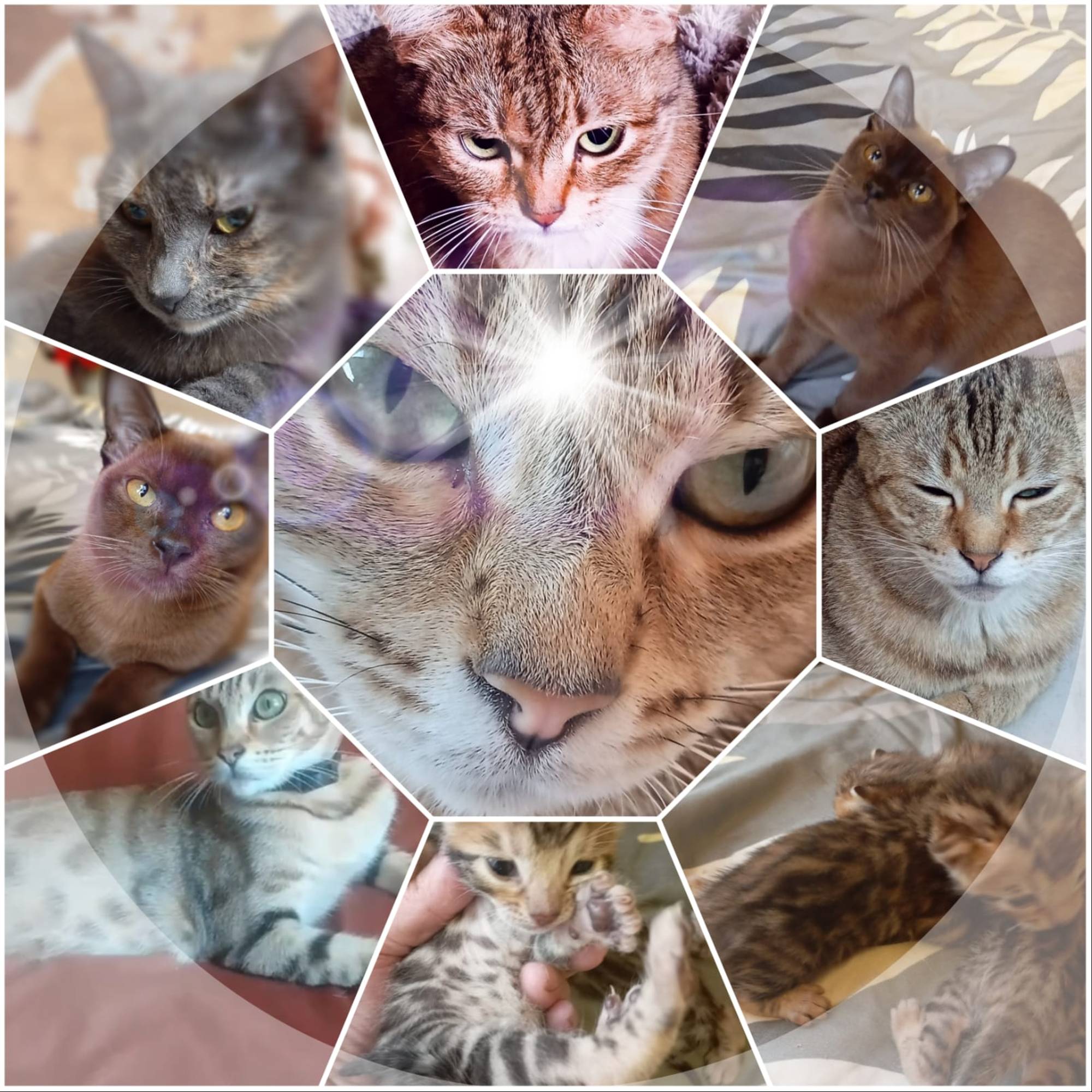 Иконка канала Питомник Хелла Лапка