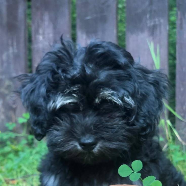 Иконка канала Channel OF DECEIVED INVESTORS