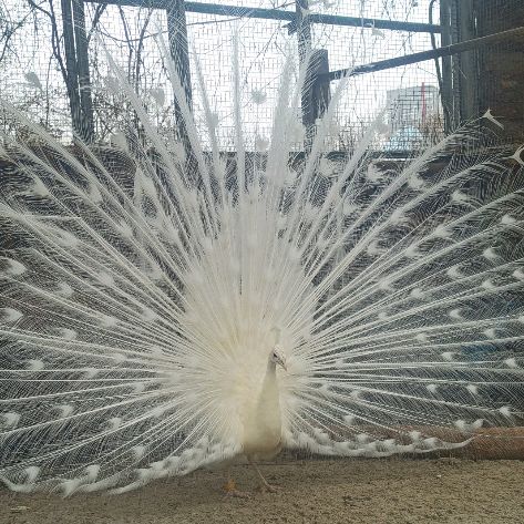 Иконка канала Зоопарк На Диване