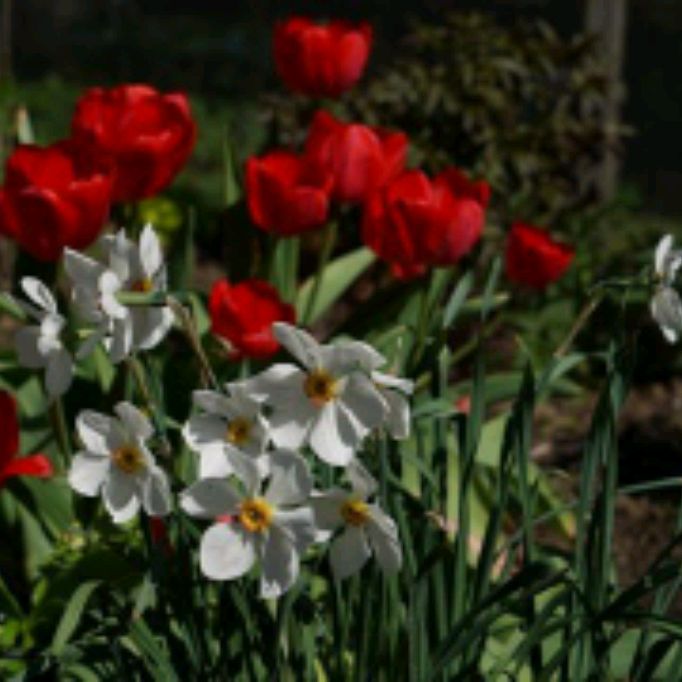 Иконка канала Наталья Зимина сад