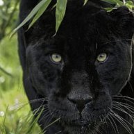 Иконка канала Шум дождя