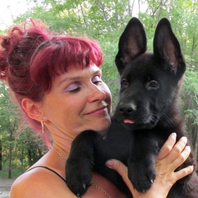 Иконка канала ✨ЩЕНКИ НЕМЕЦКОЙ ОВЧАРКИ 💪 СЛУЖЕБНЫЕ СОБАКИ🐕