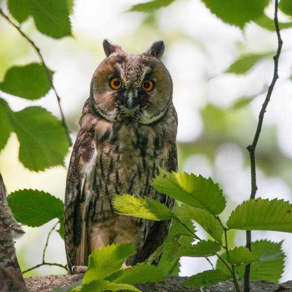 Иконка канала Странствия совы. Ролики о природе и путешествиях
