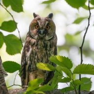 Иконка канала Странствия совы. Ролики о природе и путешествиях