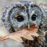 Иконка канала LittleOwl13