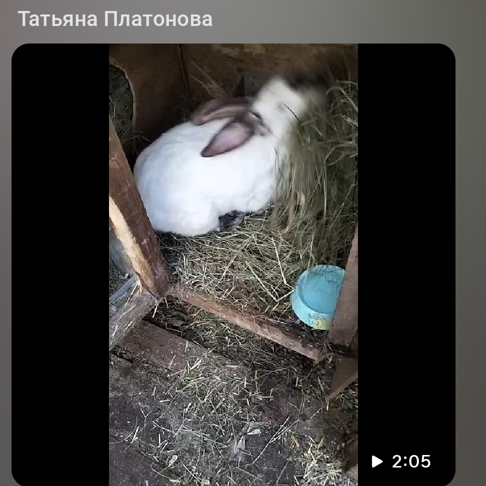 Иконка канала Я и кролики