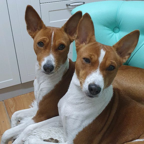 Иконка канала MilaArchi2025