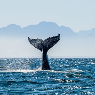 Иконка канала Океанская Симфония