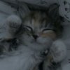 Иконка канала h_rll