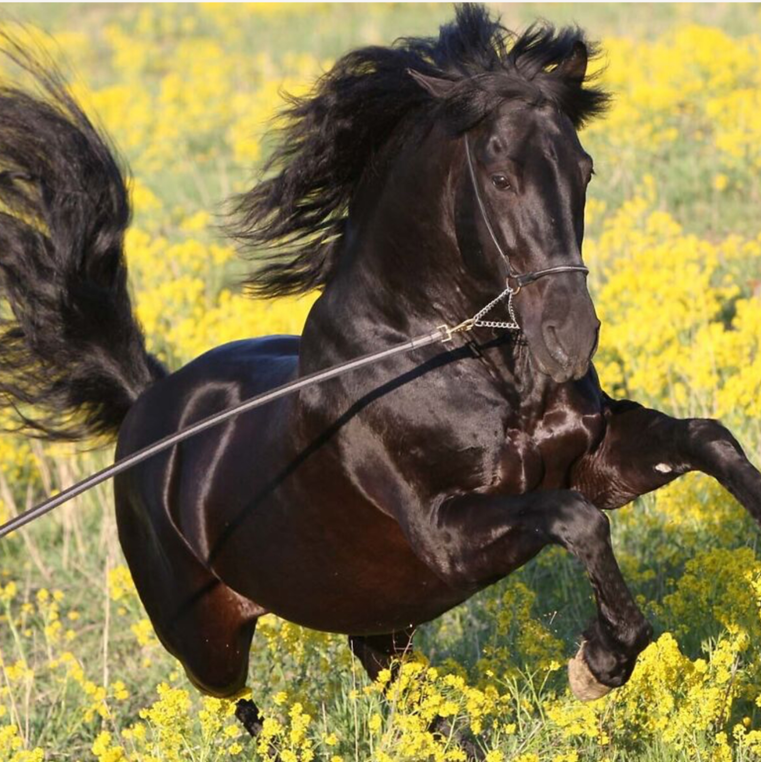 Иконка канала Дела конные