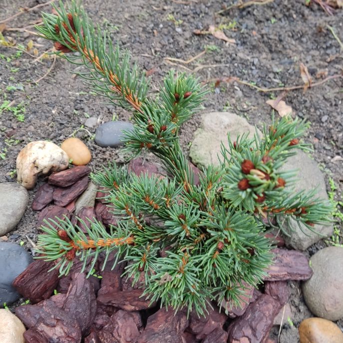 Иконка канала Мои любимые хвойные